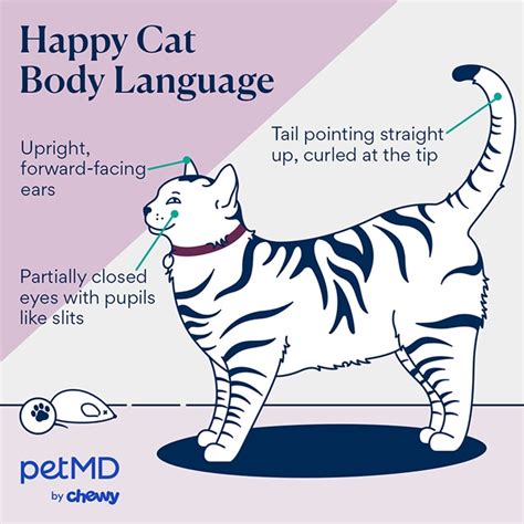 How Do Cats Show Happiness Surprising Signs You Must Know