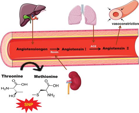 Schematic Representation Of Single Nucleotide Polymorphism Of Download Scientific Diagram