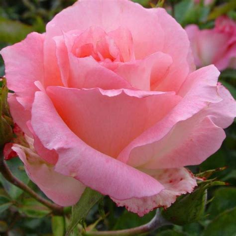 Rosier buisson Sabine cont 6l Rosa Thé moderne