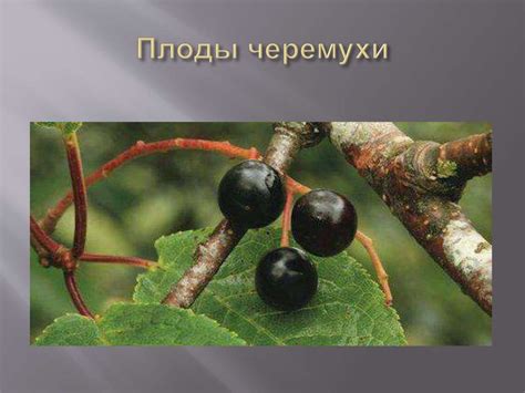 Плоды черемухи - презентация онлайн