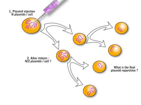Team Evry Plasmid Splitting
