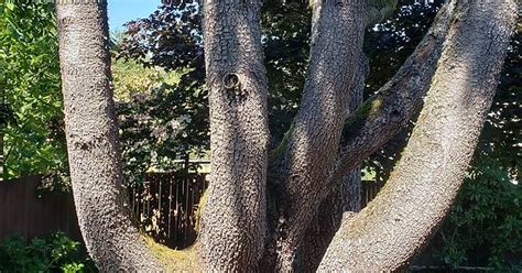 Codominant Tree Album On Imgur