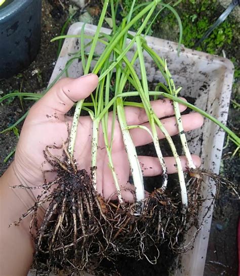 7 Panduan Lengkap Cara Menanam Tanaman Kucai Pastikan Tanaman Bisa