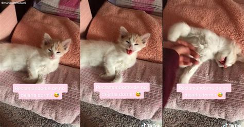 Tiktok Viral Gatito Le ‘reclama A Su Dueña Entre Maullidos Que Ella