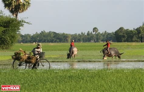 베트남 문화 생활 속에서의 물소 네이버 블로그