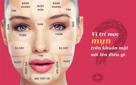 Các Vị Trí Mụn Trên Khuôn Mặt Nói Lên điều Gì Anvito