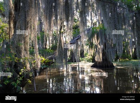 Sumpf Bayou Szene Der Amerikanischen Südstaaten Mit Kahle Zypresse