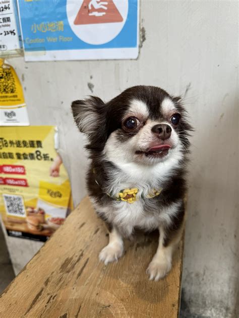 我家有隻濕毛雞 濕毛：呢個奴才終於知錯喇咩，掉低me咁多日，me仲嬲緊架，好好贖罪啊😡😡😡