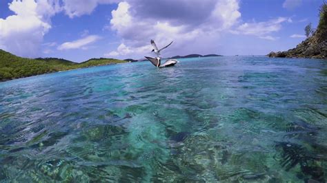 St John Snorkeling Trunk Bay Fish Fish And More Fish YouTube