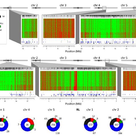 Interval Mapping Results A Qtl Mapping Profiles For Two Independent