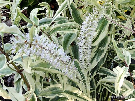Phil Bendle Collectionhebe Stricta Variegata Citscihub