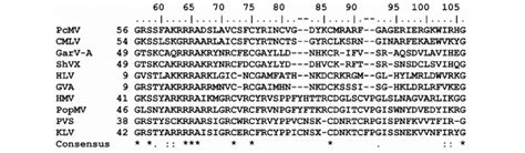 Alignment Of The Amino Acid Sequences That Encompass A Putative Nucleic Download Scientific