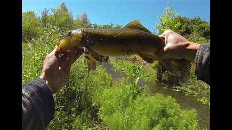 Urban Bass Fishing Fremont Shinn Pond And Local Creek YouTube