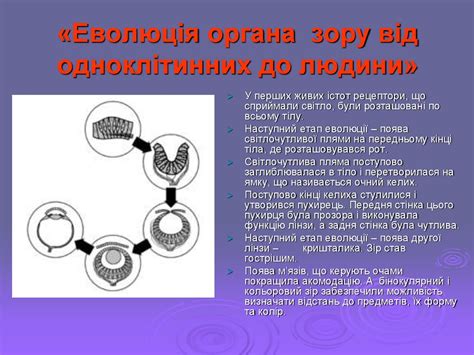 Зорова сенсорна система Будова ока презентация онлайн
