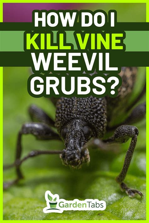 Say Goodbye To Vine Weevil Grubs Effective Strategies For Eradication
