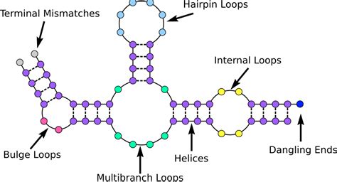 Yy1 Is A Structural Regulator Of Enhancer Promoter Loops Rna Journal Club