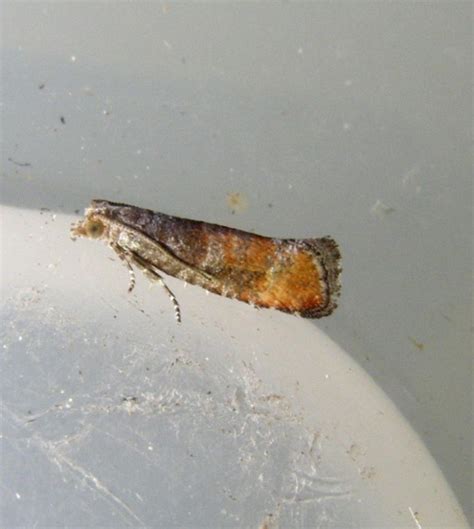 Pine Leaf Mining Moth Naturespot