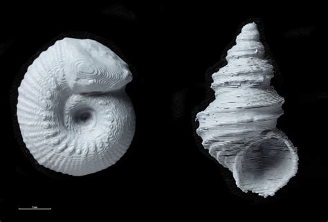 Jisc Gb 3d Type Fossils Online Starts 12 00 Today Thursday 22nd