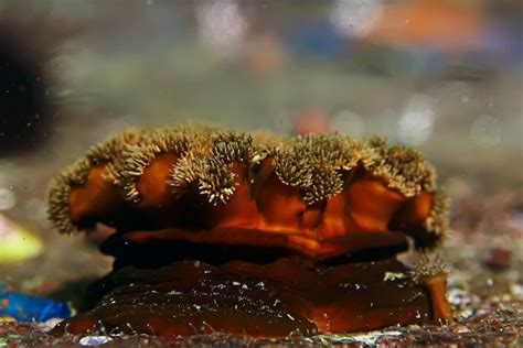 Premium Photo Texture Of The Sea Anemone Macro Tentacles Corals
