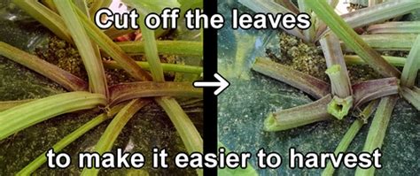 Burdock Root Harvest Time Growing Burdock Root From Seed Arctium Lappa Burdock How To Grow