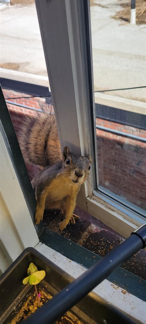 Hey Psst Got Anymore Of Those Walnuts Rsquirrels