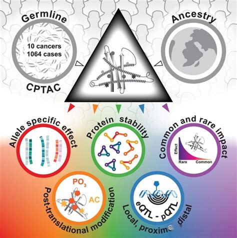 Cell 圣路易斯华盛顿大学发文：精准蛋白质基因组学揭示了种系变异对泛癌的影响 知乎