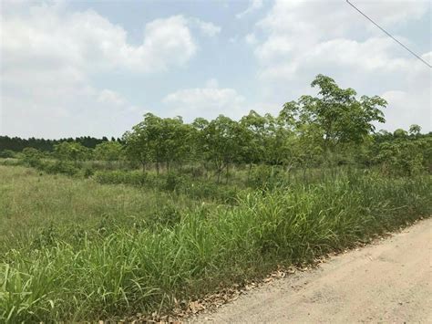 ขายที่ดินหนองแหน 14 ไร่ ใกล้ถนนเส้น 331 เพียง 300 เมตร พนมสารคาม ฉะเชิงเทรา ที่ดินร้อยแปด คอม