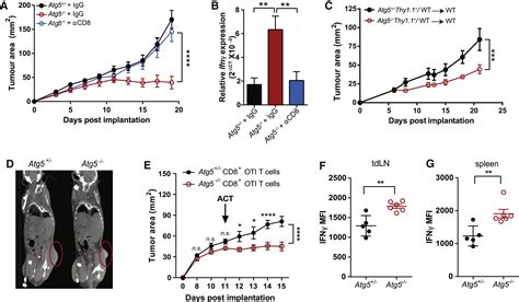Autophagy Regulation Of Metabolism Is Required For Cd8 T Cell Anti