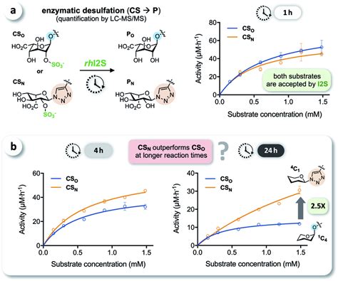 Lc Msms Based Enzyme Assays A Enzymatic Conversion Of Cso And Csn