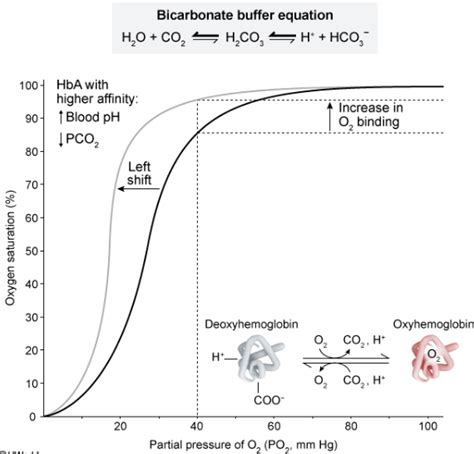 B B Hyperventilation Respiratory Alkalosis Metabolic Acidosis Bicarbonate Buffer Equation