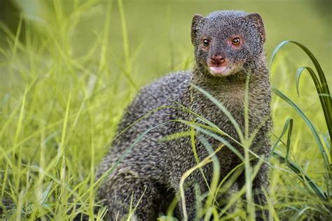 Mongoose Eyes Turn Red