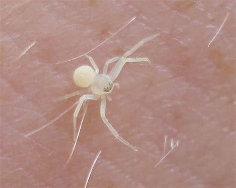 Very Small White Spider On My Hand Edmonton Flickr Photo Sharing