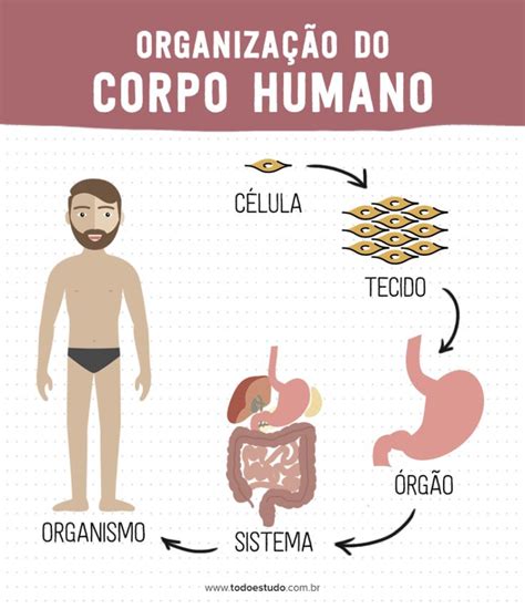Estrutura E Organização Do Corpo Humano Detalhes científicos