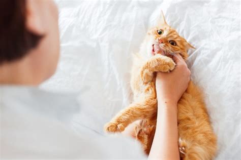 Cat Code Explained Learn How Cats Communicate