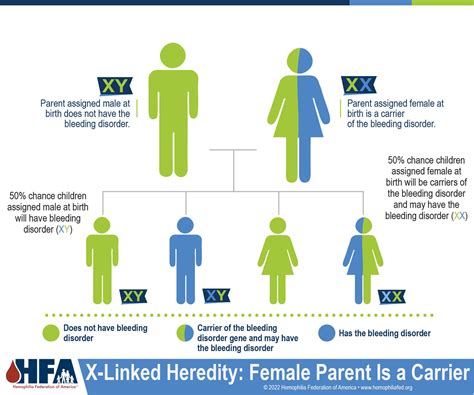 Genetic Transmission Of Hemophilia At John Mellon Blog