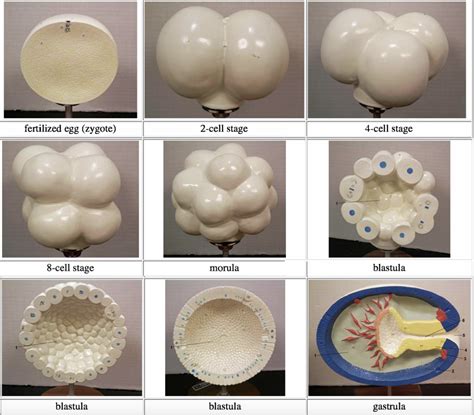 Bsc 216 Lab Exam 3 Part 4 Diagram Quizlet