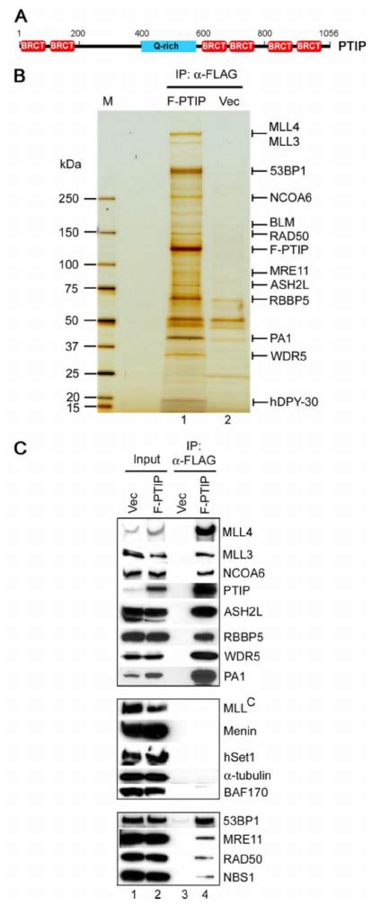 Ectopically Expressed Ptip Associates With Two Functionally Distinct