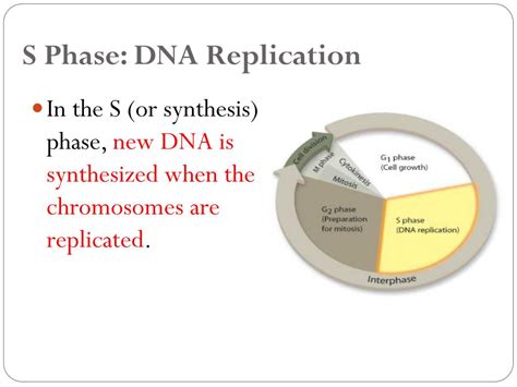 Ppt Cell Division Powerpoint Presentation Free Download Id2338549
