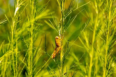 Premium Photo A Grasshopper Trying To Hide Behind The Leaves