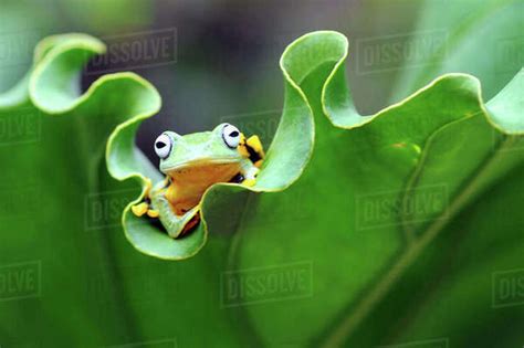 Close Up Of A Flying Tree Frog On A Leaf Indonesia Royalty Free