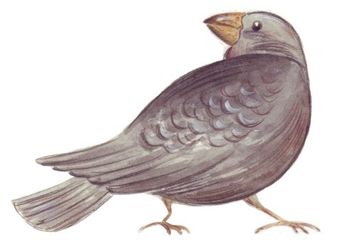 Darwin Finch 1 By Natural History Museum London Science Photo Library
