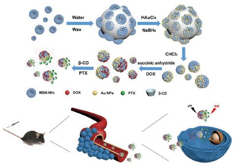Schematic Illustration Of The Preparation Of Ptx Au Msn Dox Jnps By The