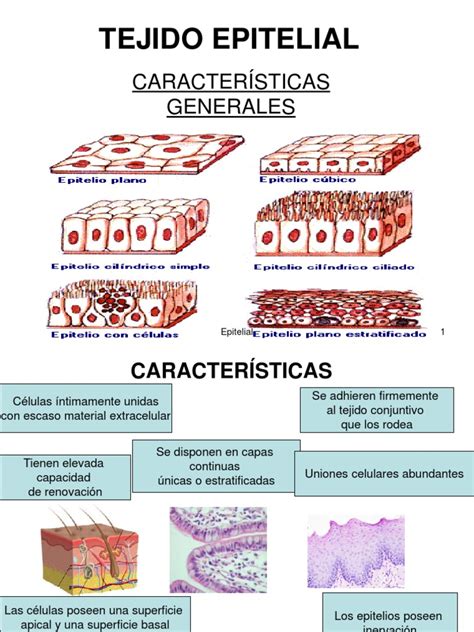 Ejemplos De Tejido Epitelial
