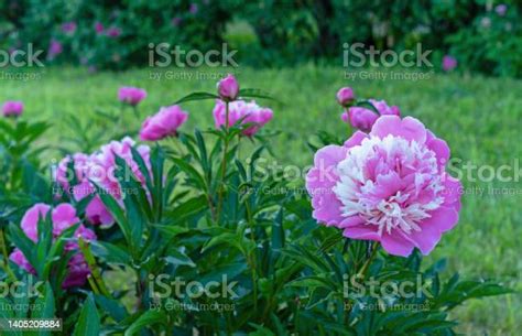 여름 정원에서 흰 분홍색 모란이 피어납니다 모란 Officinalis 0명에 대한 스톡 사진 및 기타 이미지 Istock