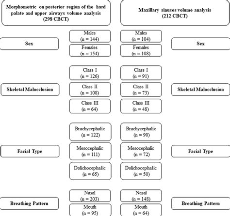 Diagram Of The Sample After All Classifications Have Been Established