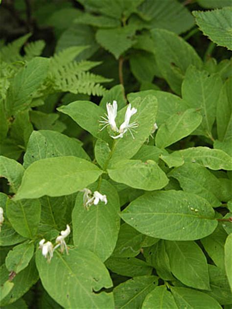 オオヒョウタンボク Lonicera tschonoskii スイカズラ科 Caprifoliaceae スイカズラ属 三河の植物観察