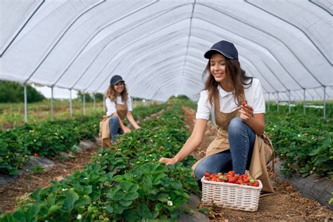 Strawberry Picking Guide Strawberry Plants