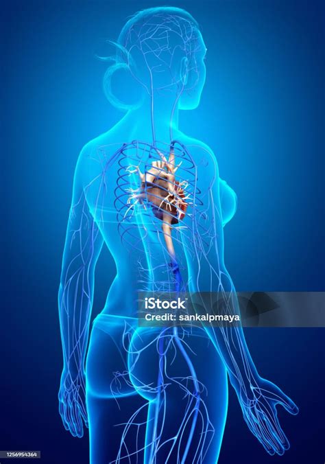 3d 여성 정맥 해부학의 의학적으로 정확한 그림을 렌더링 대동맥에 대한 스톡 사진 및 기타 이미지 대동맥 동맥 사진