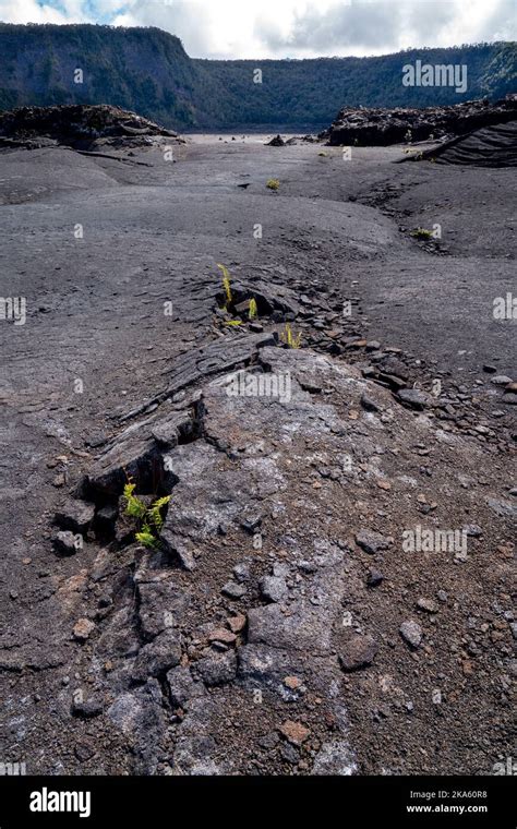 Hiking Through Old Lava Field In Volcano National Park In Hilo Big