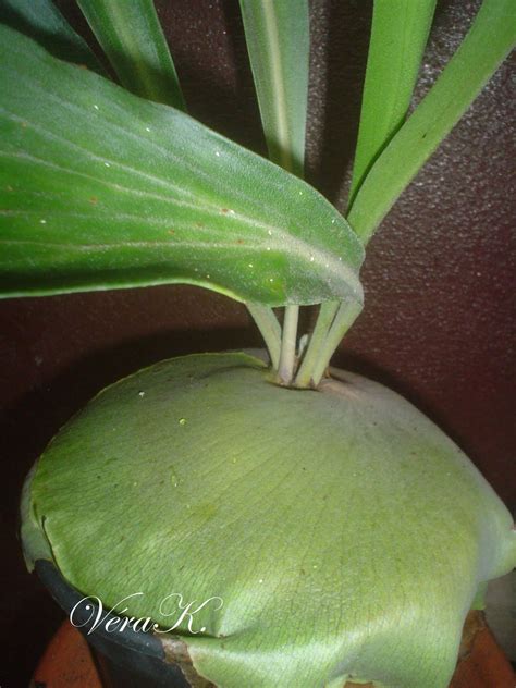 er di érα Platycerium bifurcatum Chifre de veado